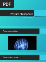 Shrimp Scientific Classification Overview | PDF | Crustacean | Shrimp