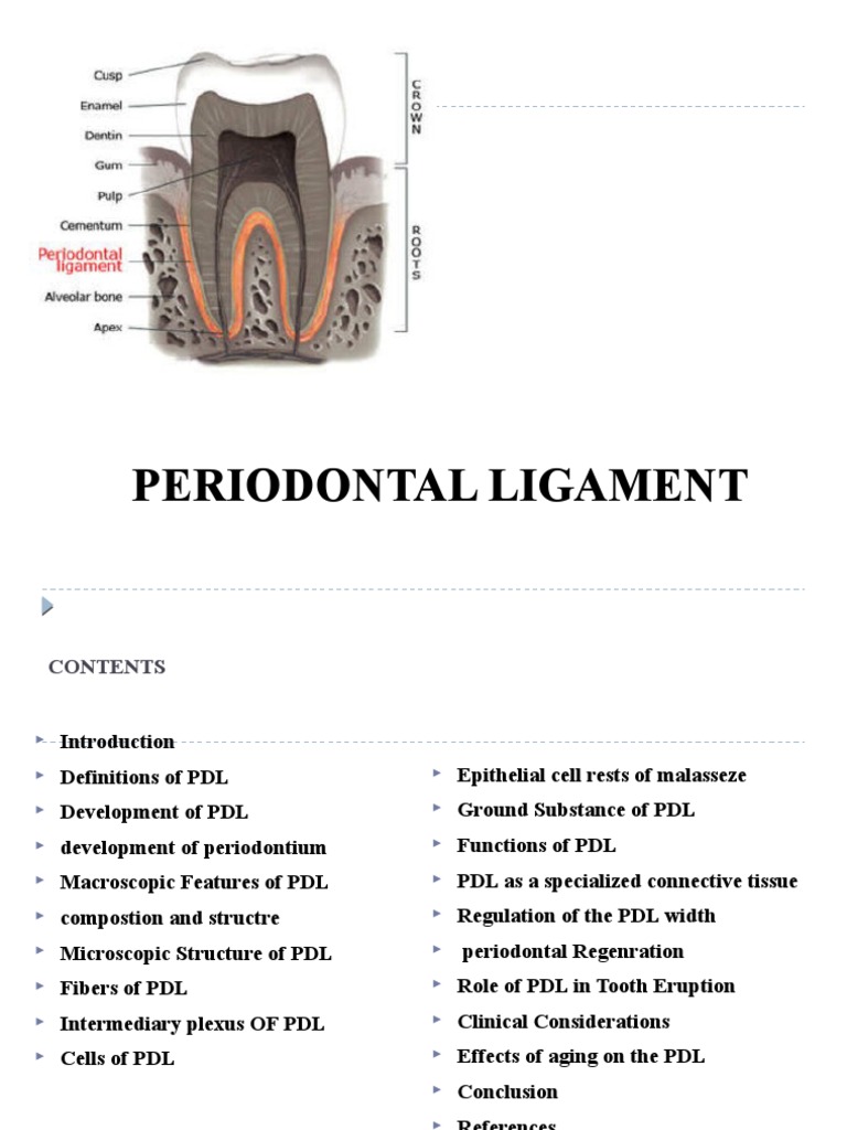 Final PDL | PDF | Human Tooth | Periodontology