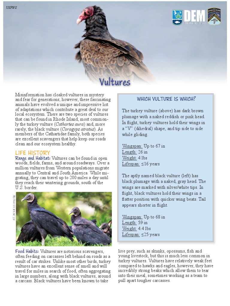Vulture | PDF | Birds | Birds Of Prey
