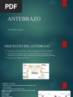 Anatomía del Cúbito y sus Partes | PDF | Codo | Anatomía humana