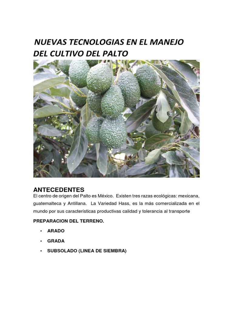 Nuevas Tecnologias en El Manejo Del Cultivo Del Palto | PDF | Fertilizante | Aguacate