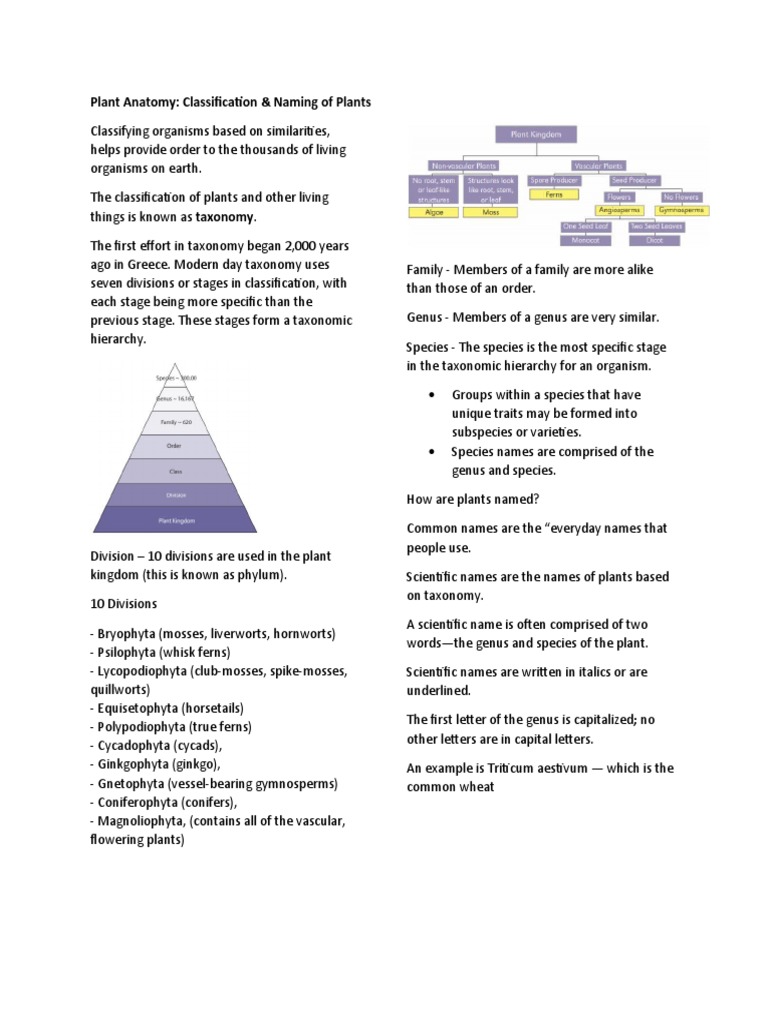 Plant Anatomy: Classification & Naming of Plants | PDF | Fern | Taxonomy (Biology)