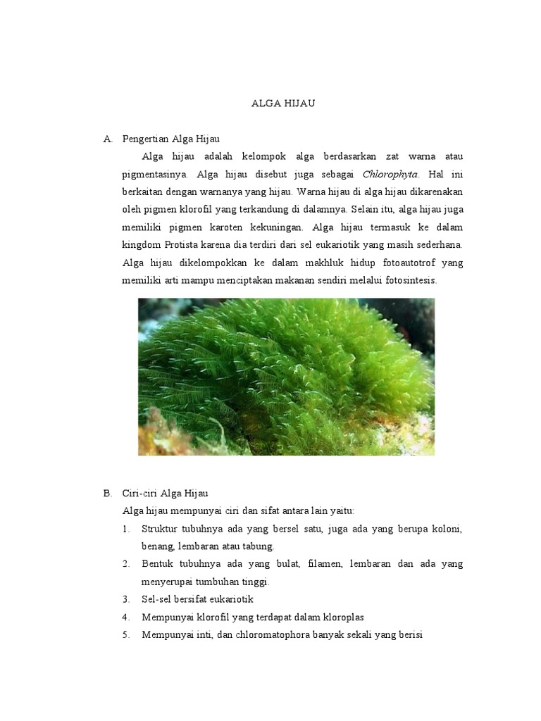 Alga Hijau | PDF