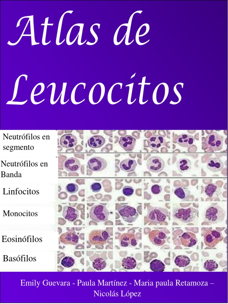 Atlas Leucocitos-Emily Guevara | PDF | Leucocito | Sangre