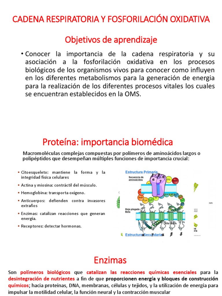 Unidad Ii. Cadena Respiratoria y Fosforilacion Oxidativa PDF | PDF | Cadena de transporte de ...