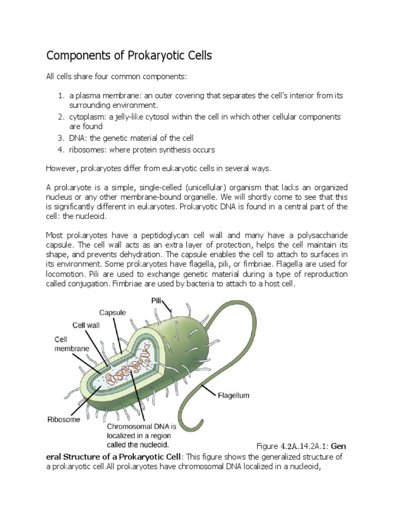 Components of Prokaryotic Cells: Eral Structure of A Prokaryotic Cell ...