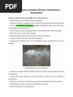 Unit 2 - Molds Morphology | PDF | Mold | Fungus