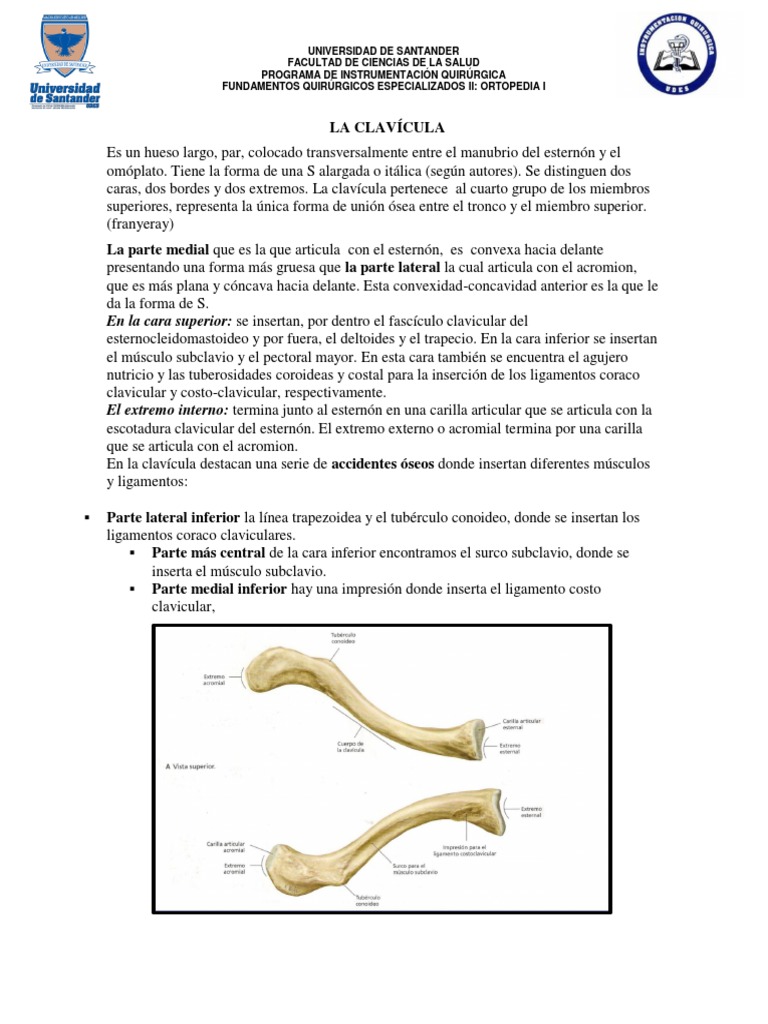 CLAVICULA | PDF | Sistema musculoesquelético | Anatomía humana