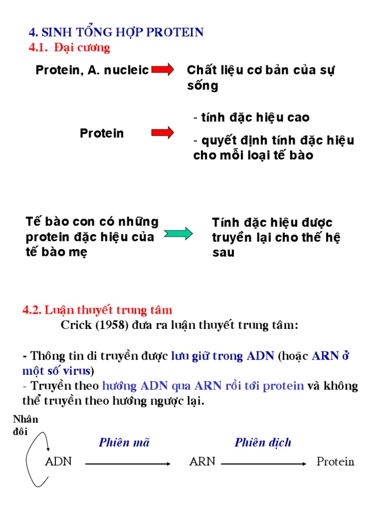 Sinh Tong Hop Protein Moi | PDF | Biochemistry | Chemistry