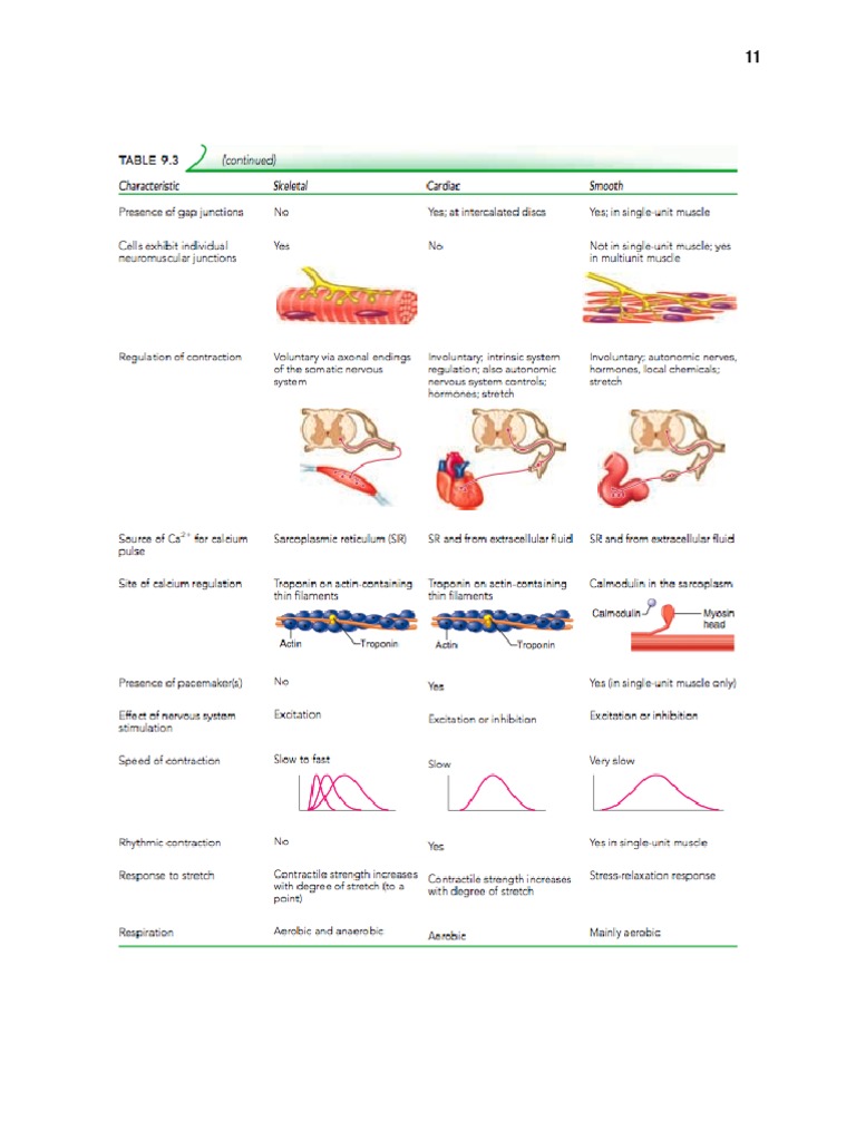 Chapter 6 Muscular System Study Guide | PDF | Anatomical Terms Of ...