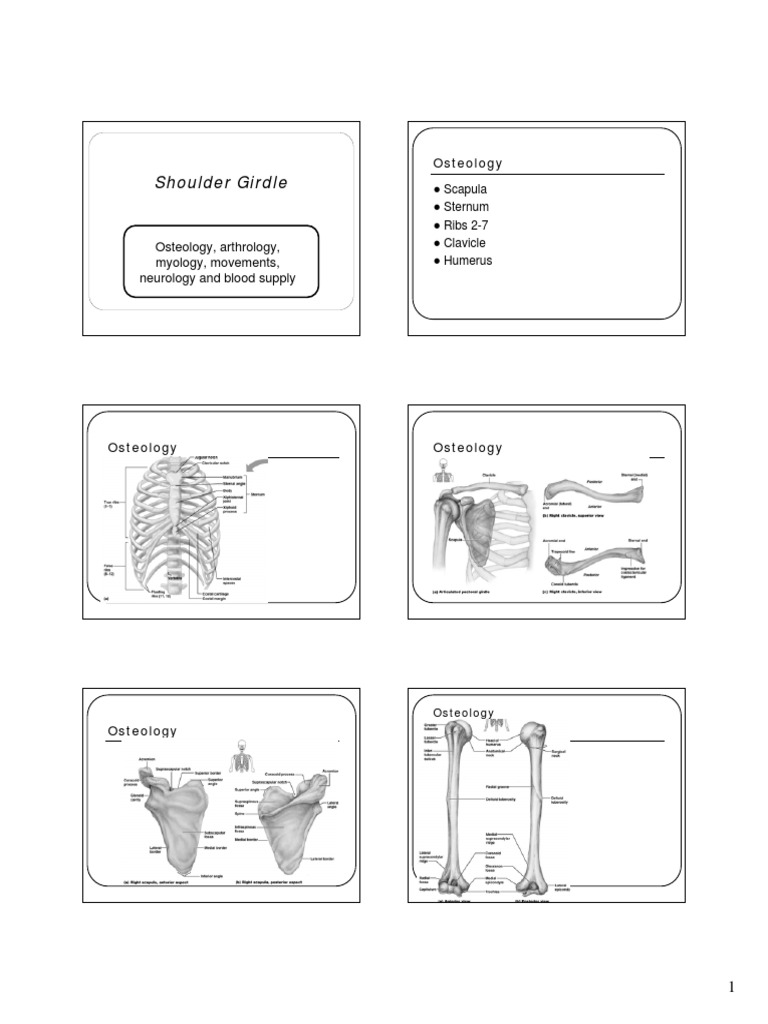 Shoulder | PDF | Limbs (Anatomy) | Musculoskeletal System