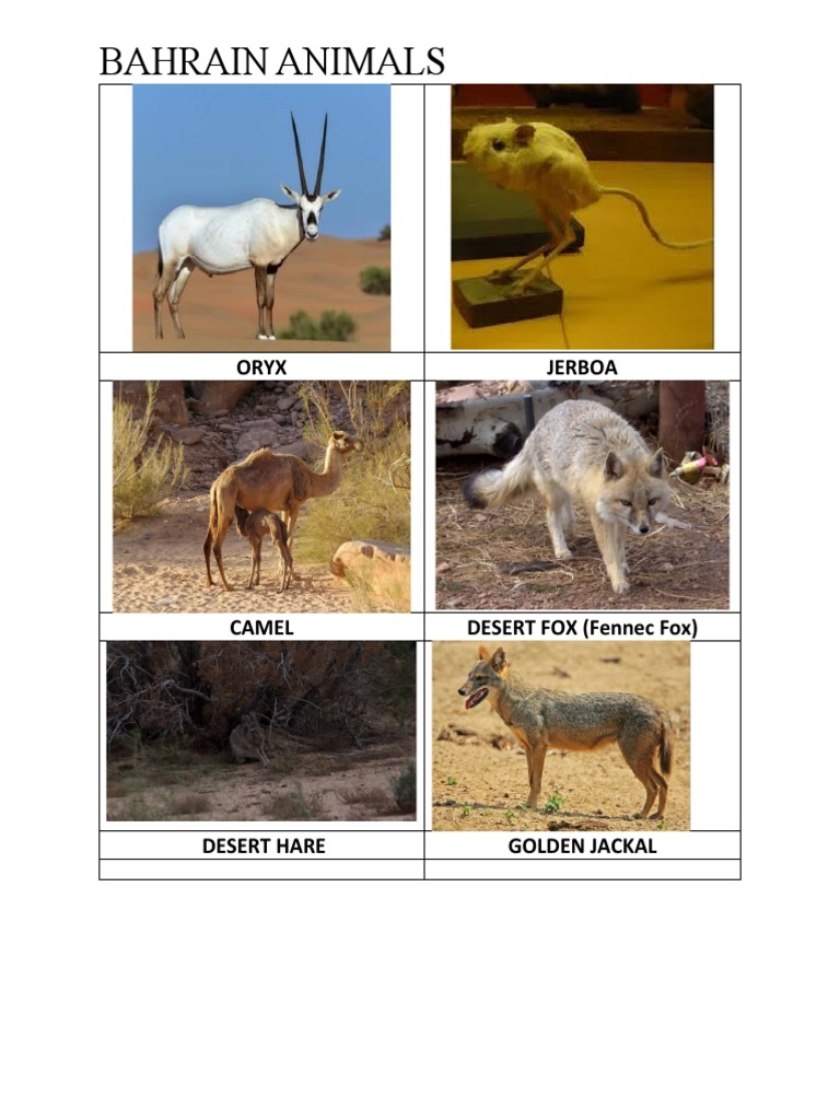 Bahrain Animals: Oryx Jerboa | PDF