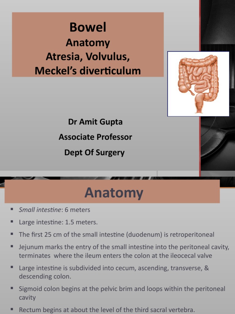 Anatomy Atresia, Volvulus, Meckel's Diverticulum: Bowel | PDF | Large ...