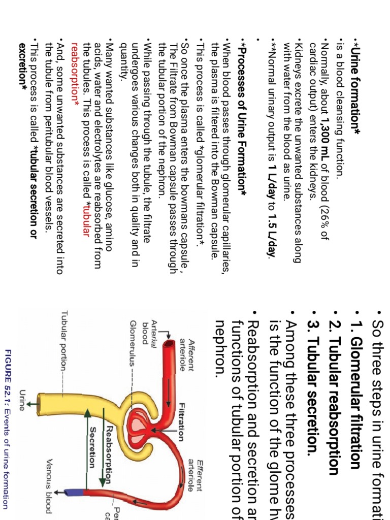 Three Steps of Urine Formation | PDF | Renal Function | Kidney