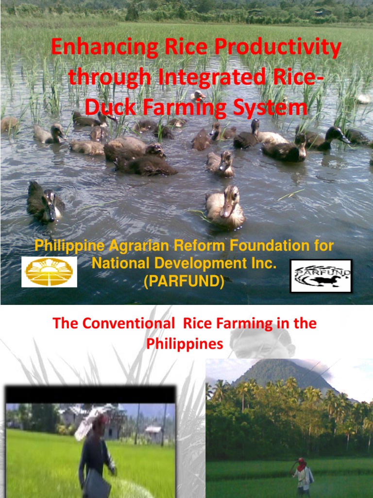 Rice Duck Integration | PDF | Rice | Agriculture