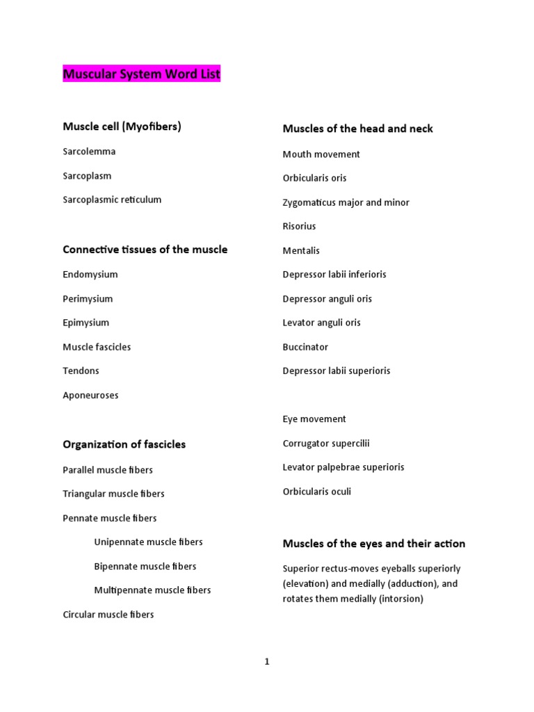 Muscular System Word List: Muscle Cell (Myofibers) Muscles of The Head ...