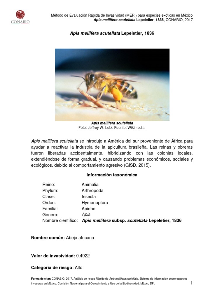 Apis Mellifera Scutellata | Descargar gratis PDF | Especies invasivas ...