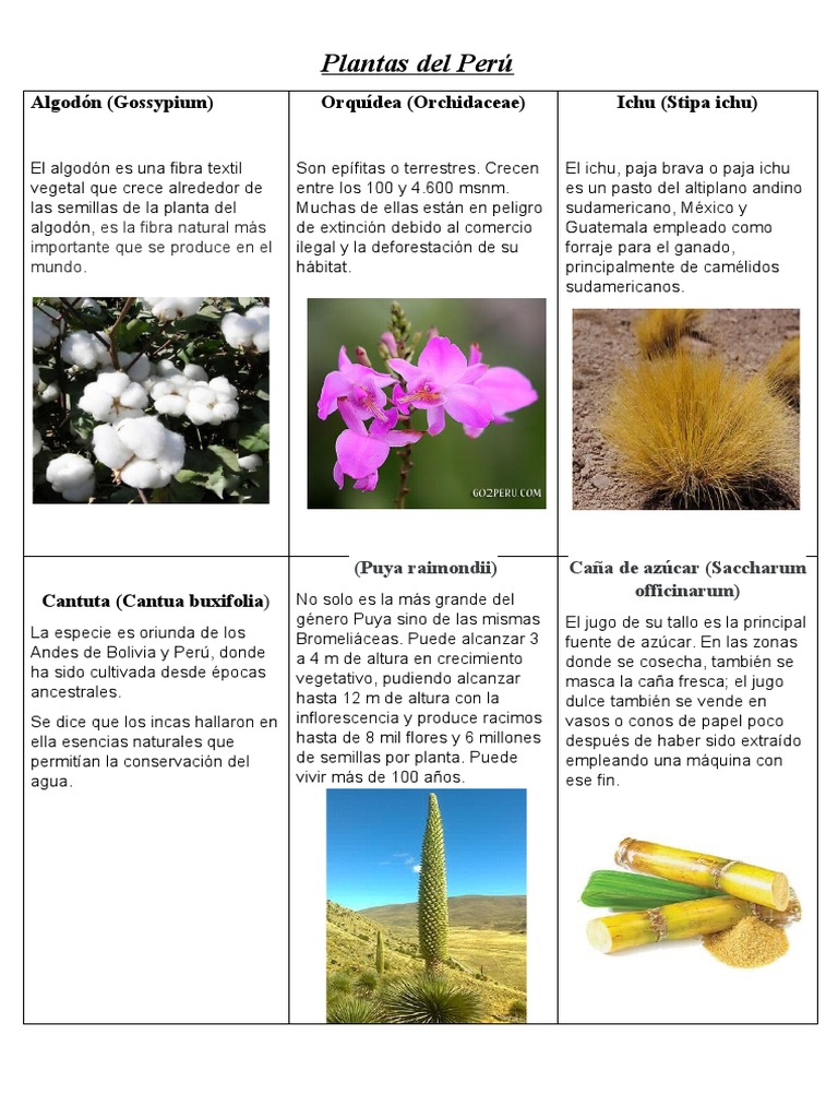 Plantas Del Perú | PDF | Maíz | Aguacate