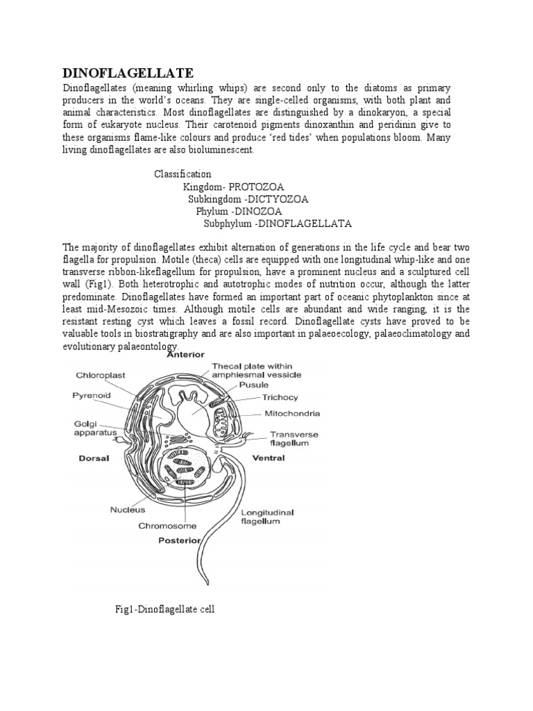 Dinoflagellates | PDF | Cell (Biology) | Organisms