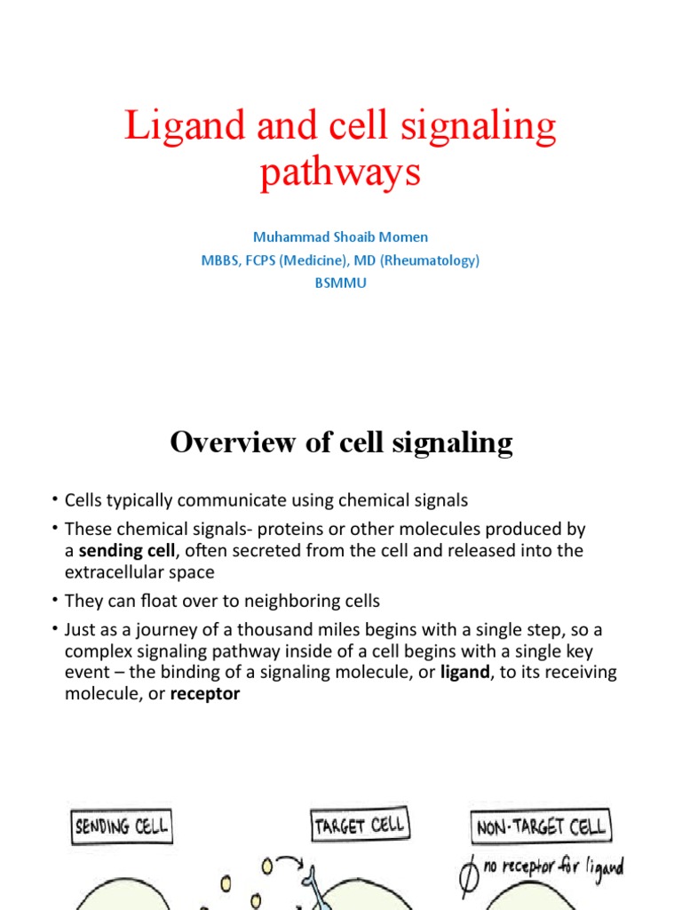Ligand and Cell Signaling Pathways | PDF | T Cell | Toll Like Receptor