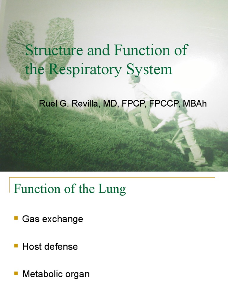 Structure and Function of The Respiratory System | PDF | Respiratory ...