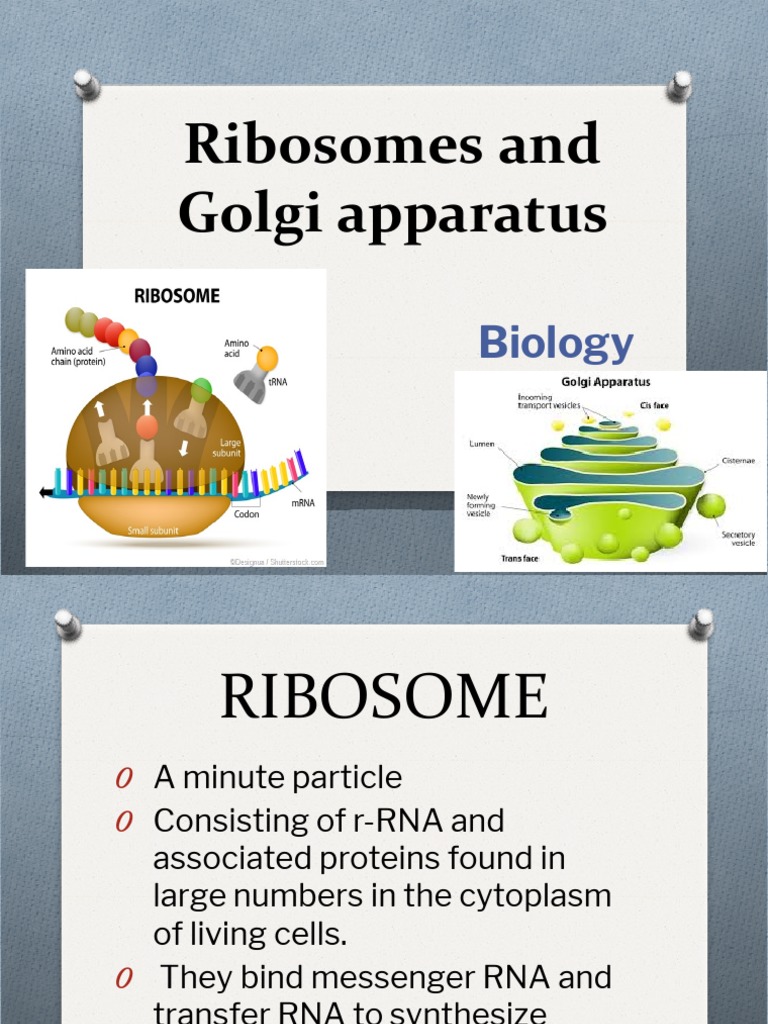 Ribosomes and Golgi Apparatus | PDF | Ribosome | Endoplasmic Reticulum