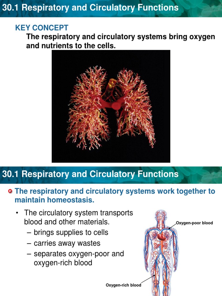 PowerPoint Presentation Resp and Circ | PDF | Respiratory System ...