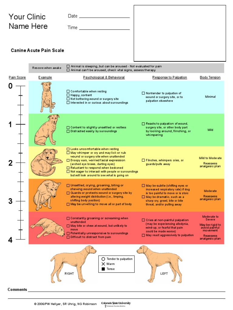 Universidad Estadual de Colorado - Acute - Pain - Scale - Canine PDF ...