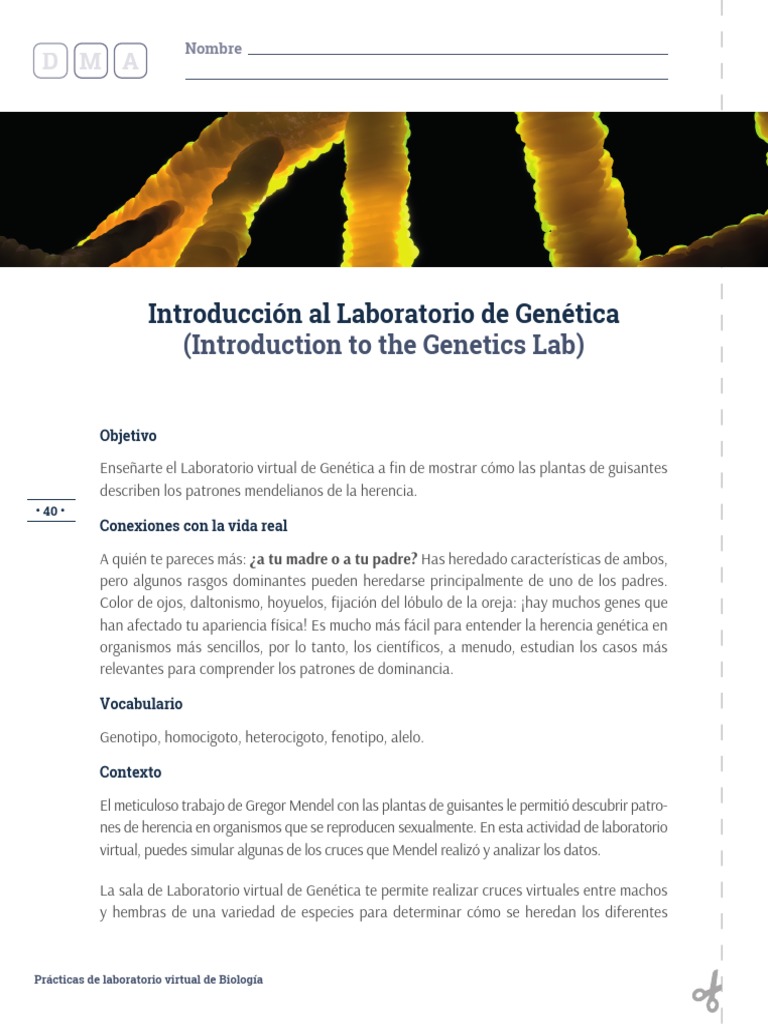 Practica de Laboratorio Virtual de BIOLOGIA Genética | PDF | Dominancia (Genética) | Labrador ...
