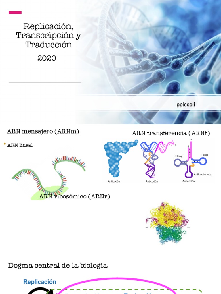 Replicacion Transcripcion y Traduccion 2020 PDF | PDF | Rna | Replicación De Adn