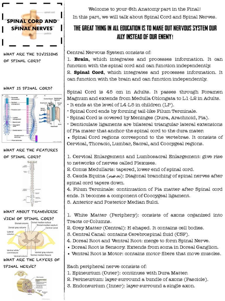 Lecture 6 | Download Free PDF | Spinal Cord | Vertebral Column