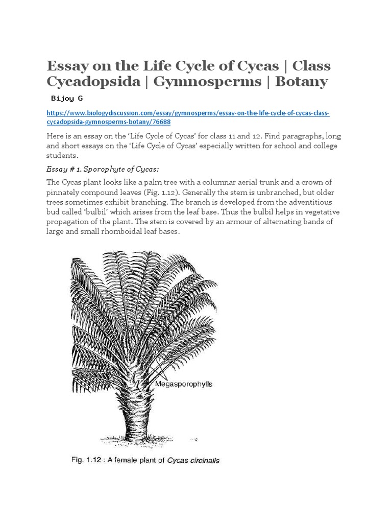 Cycad Life Cycle