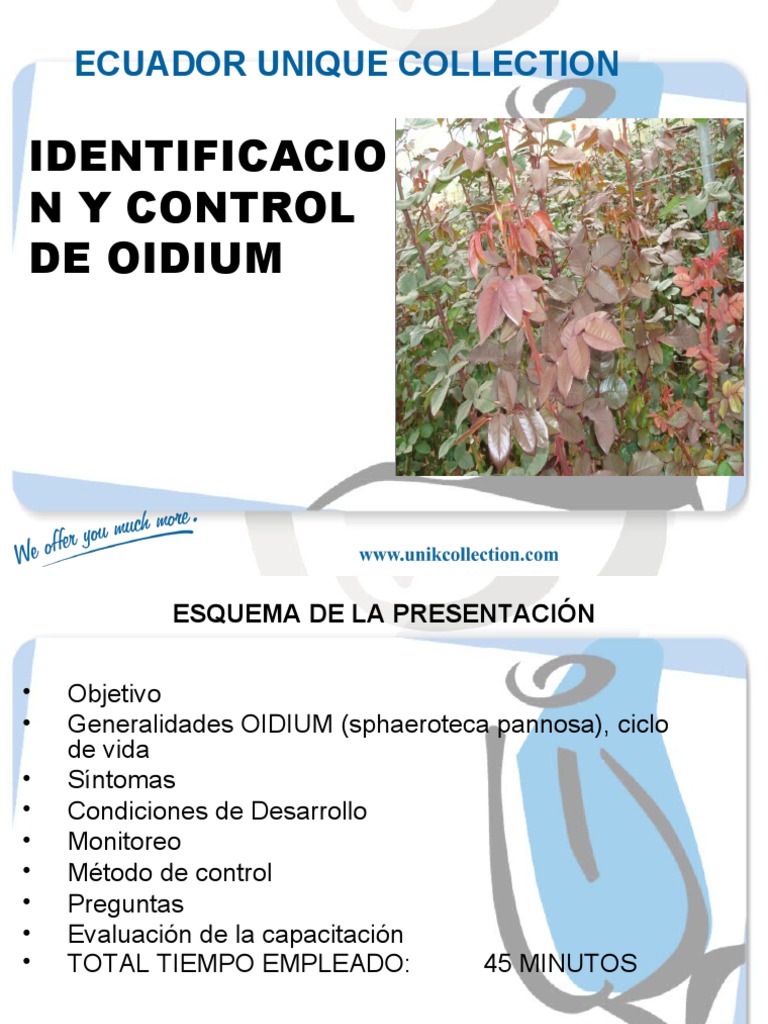 Identificacion y Control de Oidium | PDF | Naturaleza | Bienestar