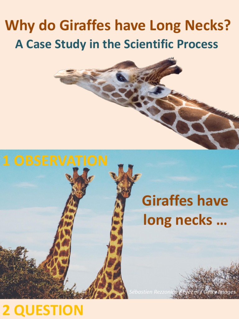 Giraffes' Long Necks: A Natural Selection Study | PDF | Giraffe | Cattle