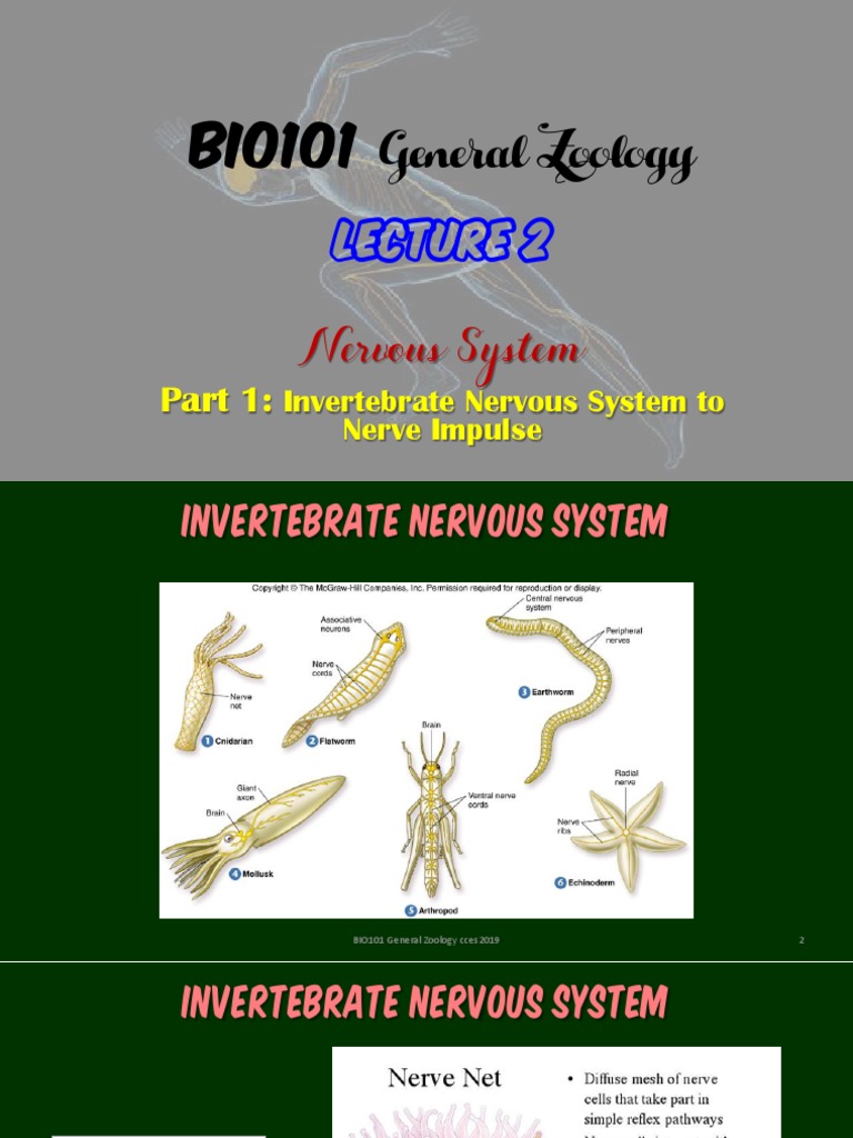 BIO101 Lecture 2 Nervous System Part 1 | PDF | Action Potential | Neuron