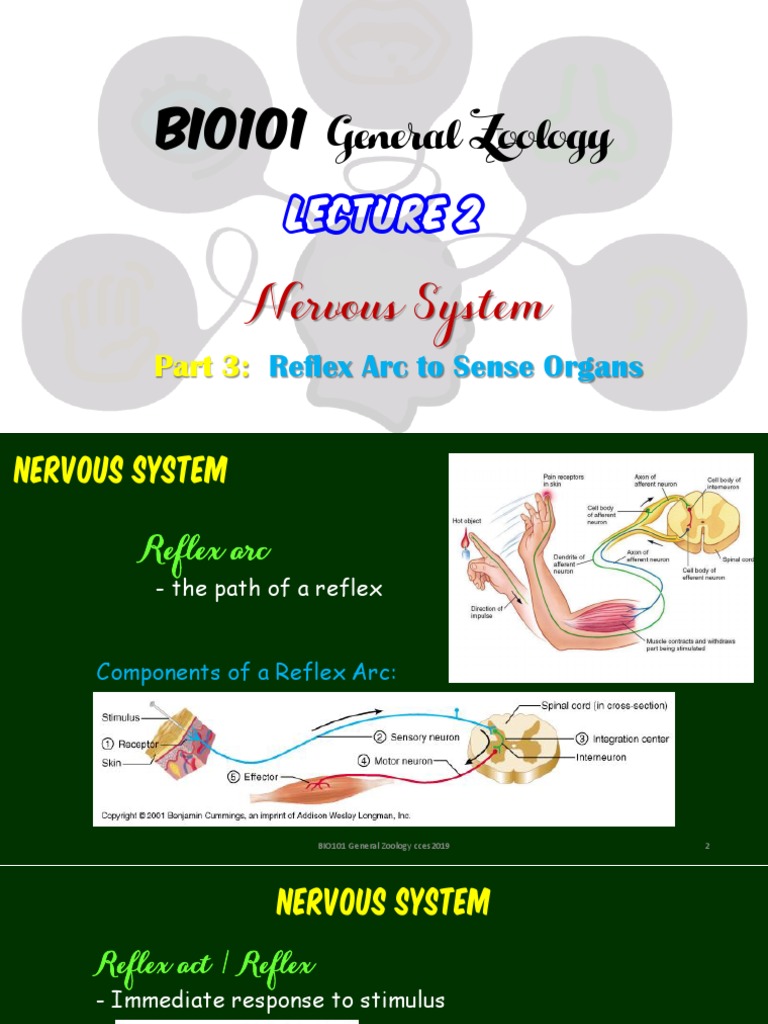BIO101 Lecture 2 Nervous System Part 3 | PDF | Ear | Odor