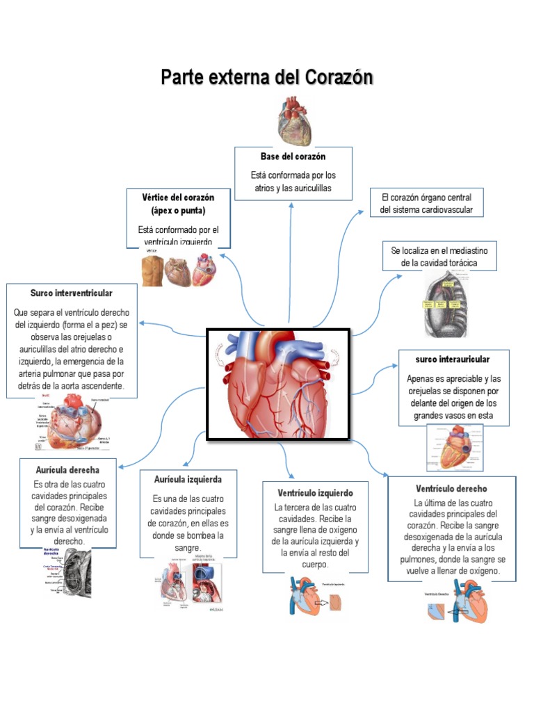 Mapa conceptual del corazón humano | PDF | Vena | Corazón