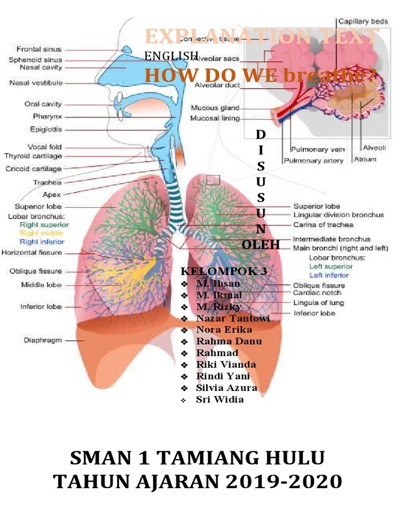 Explanation Text How Do We Breath | PDF | Lung | Breathing