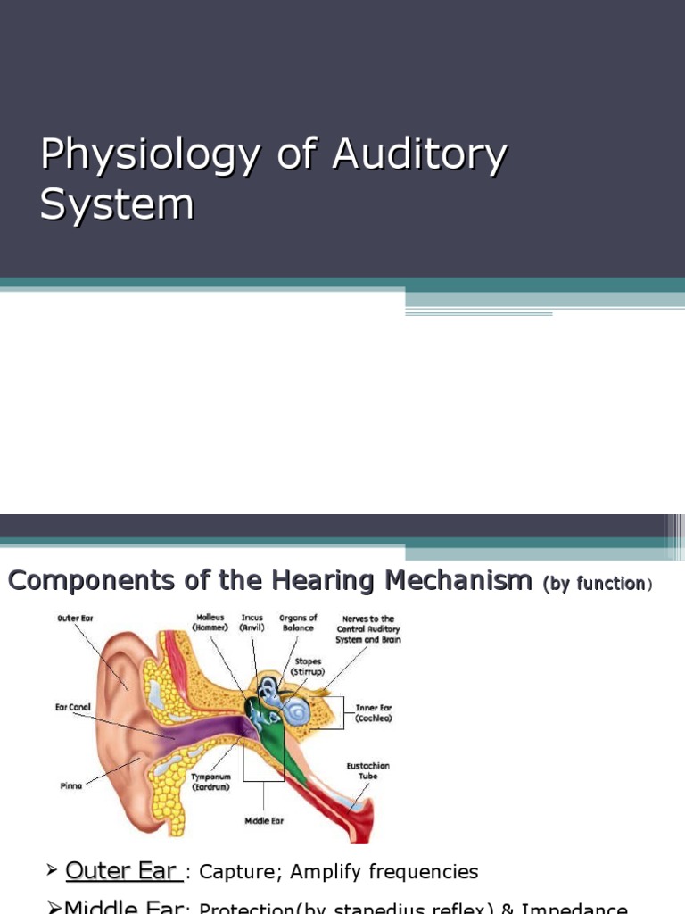 The Physiology of Hearing: A Comprehensive Review of the Anatomy and ...