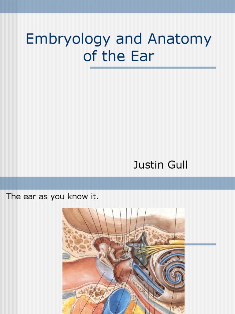 Ear Embryology and Anatomy Overview | PDF | Ear | Senses