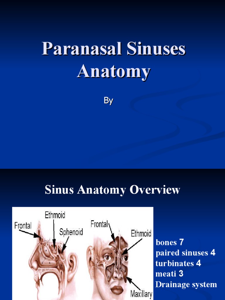 Paranasal Sinuses Anatomy | Download Free PDF | Human Nose | Human Head ...