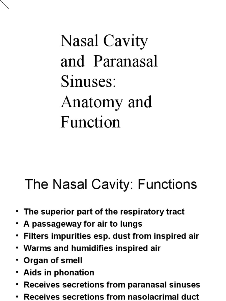Paranasal Sinuses Function