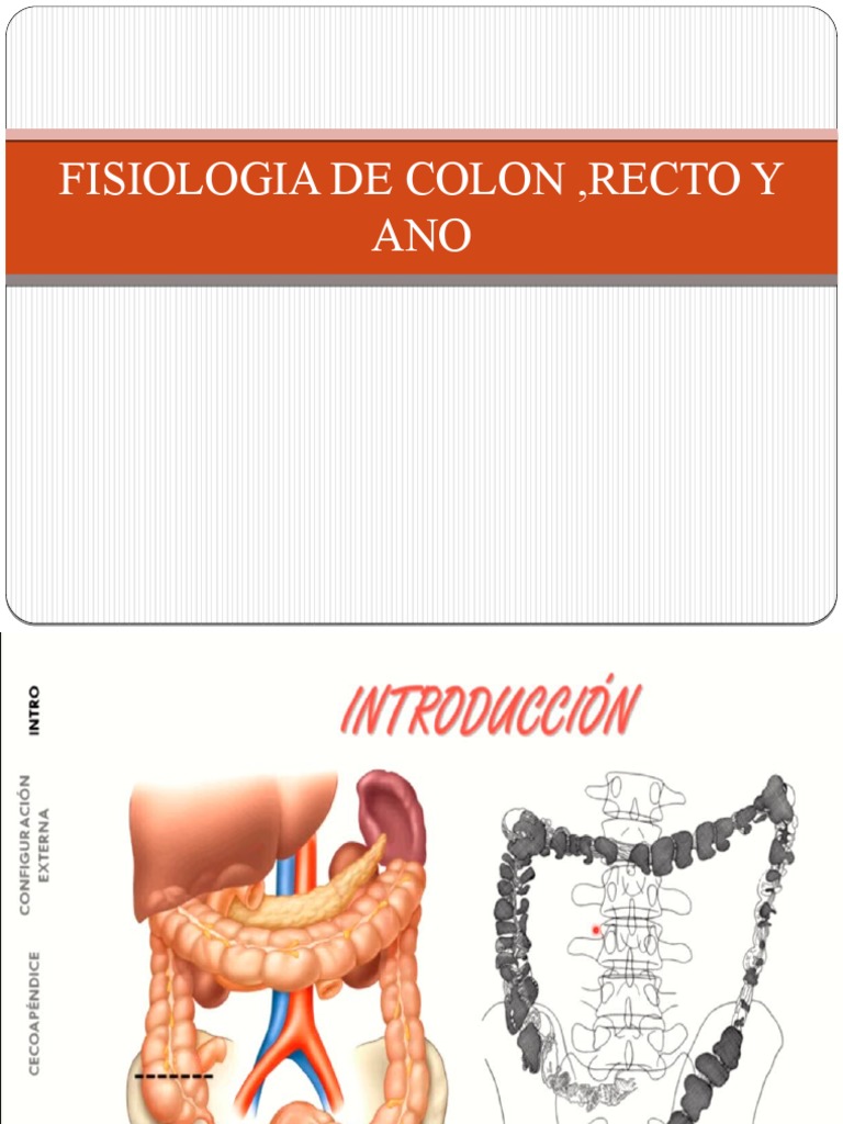 La fisiología del colon, recto y ano: procesos de absorción ...