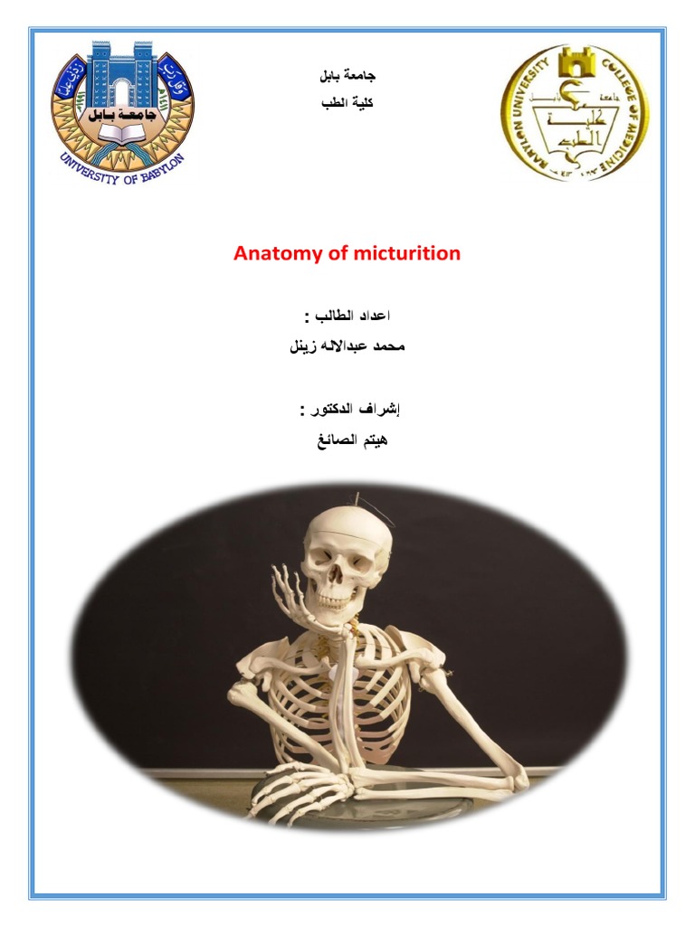 Anatomy Report | Download Free PDF | Urinary Bladder | Urination