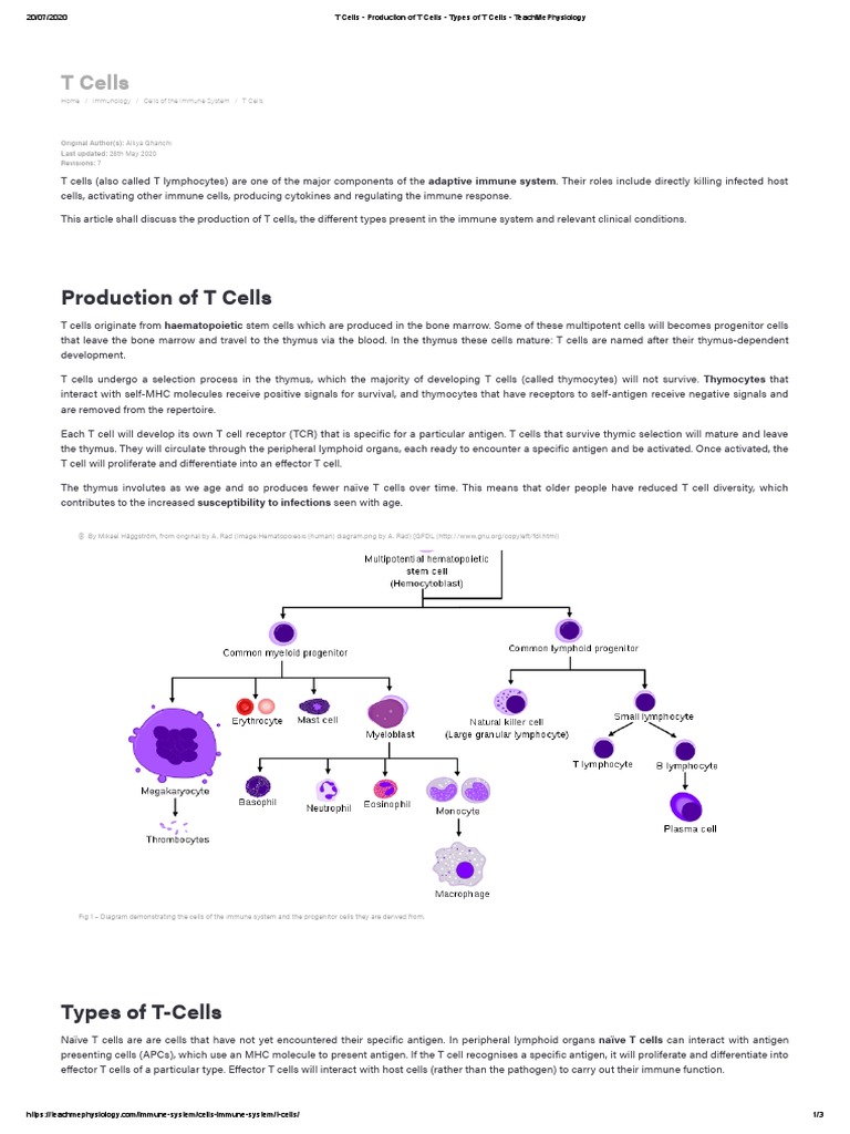 T Cells - Production of T Cells - Types of T Cells - TeachMePhysiology ...