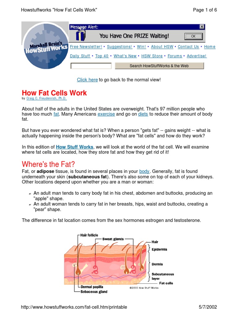 How Fat Cells Work: Where's The Fat? | PDF | Adipose Tissue | Fat