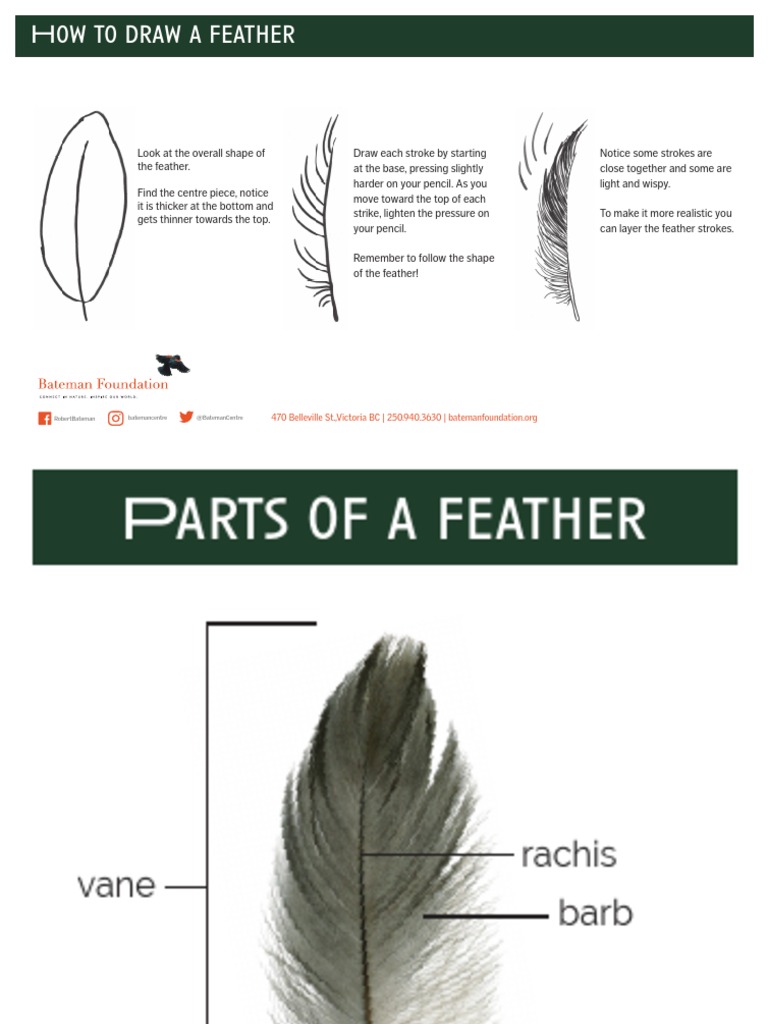 How To Draw A Feather | PDF