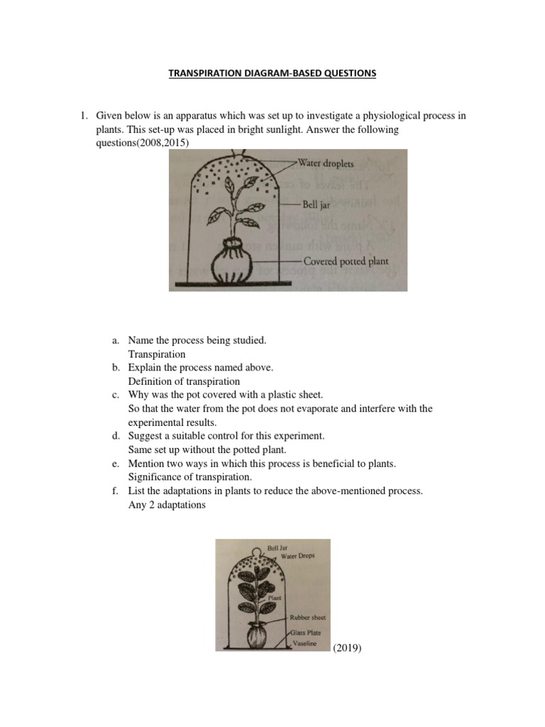 Transpiration Diagram-Based Questions | PDF | Stoma | Leaf