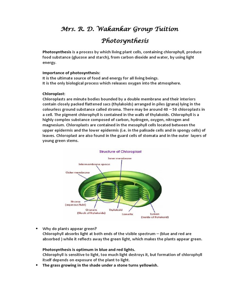 Photosynthesis Notes (5115) PDF | PDF | Photosynthesis | Stoma