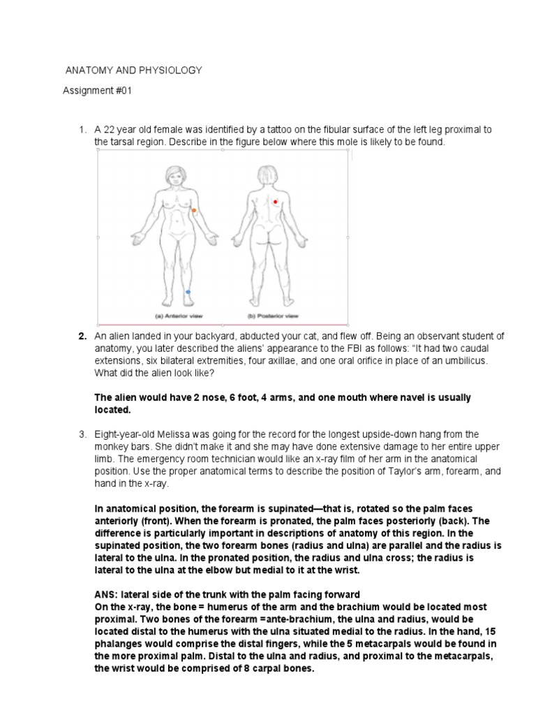 Anatomy & Physiology Assignment | PDF | Arm | Peritoneum
